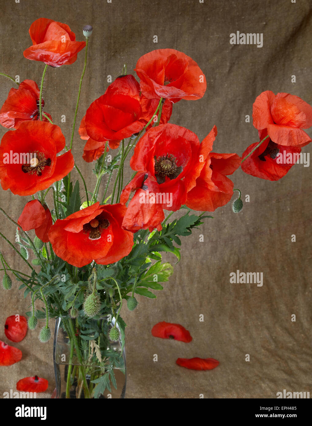 Poppies in the vase Stock Photo - Alamy