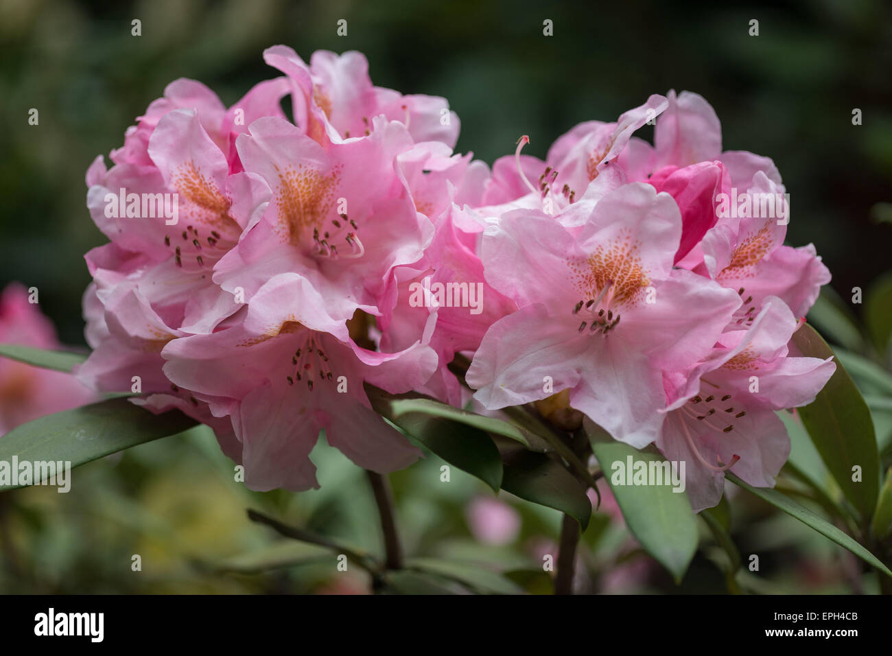 Bashful hi-res stock photography and images - Alamy