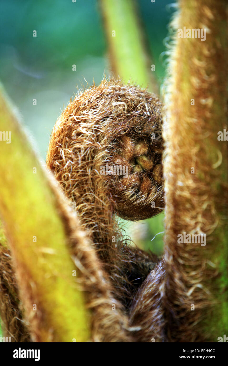Koru hi-res stock photography and images - Alamy