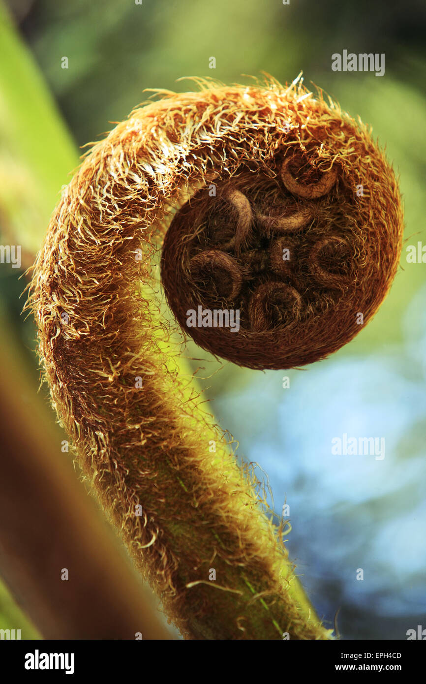 Koru hi-res stock photography and images - Alamy