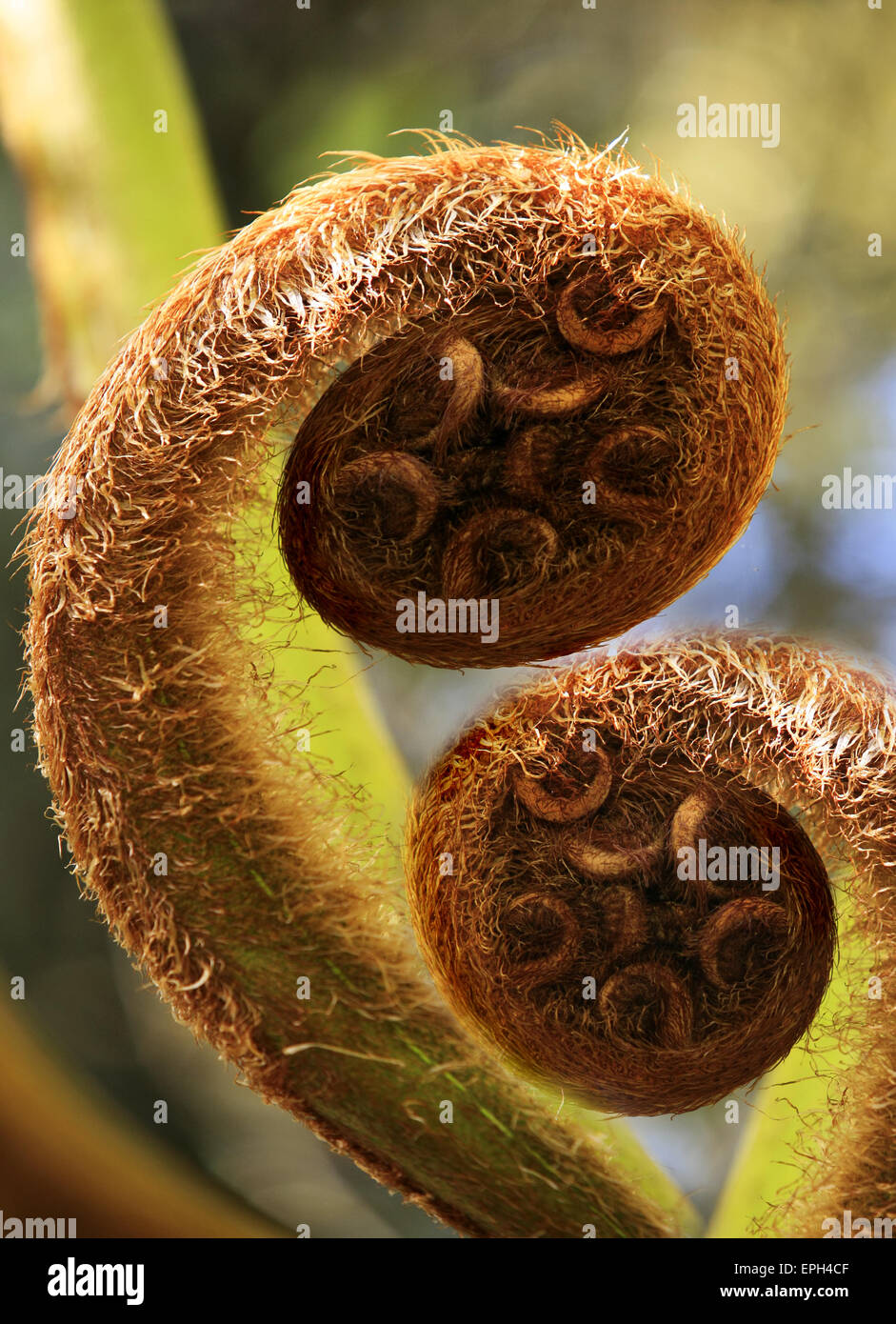 Koru hi-res stock photography and images - Alamy