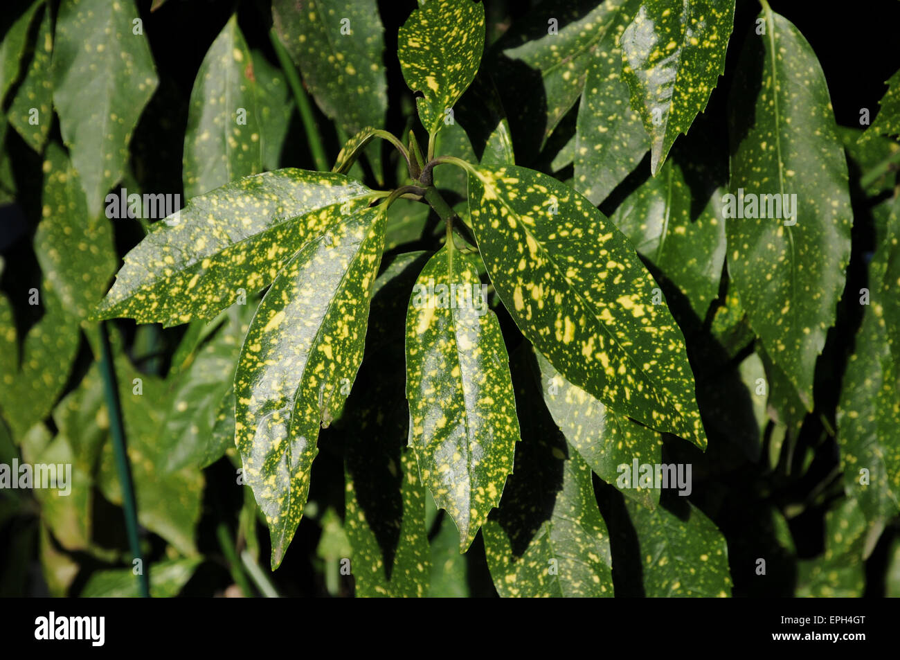 Japanese laurel hi-res stock photography and images - Alamy