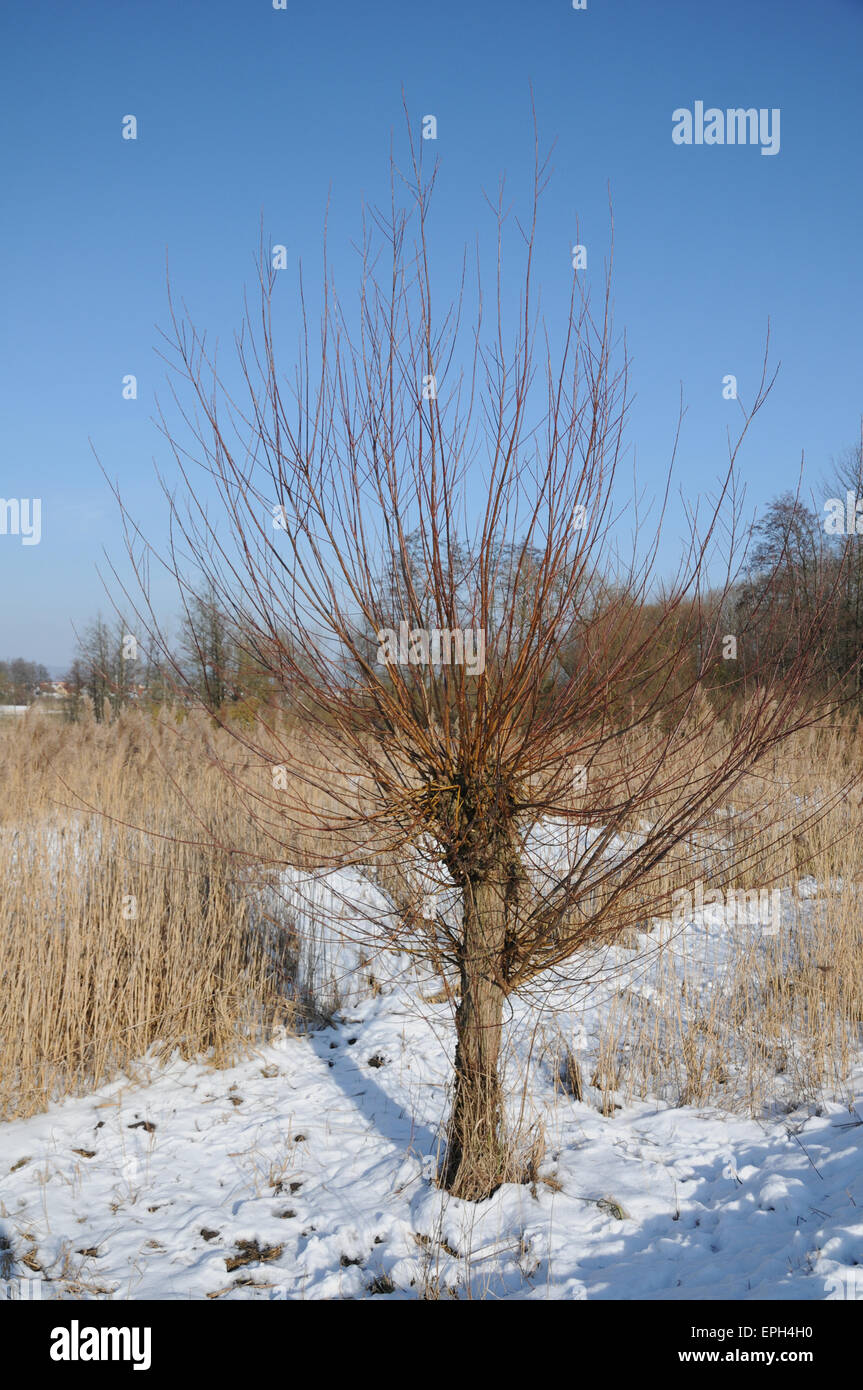 Willow trees shrubs hi-res stock photography and images - Alamy