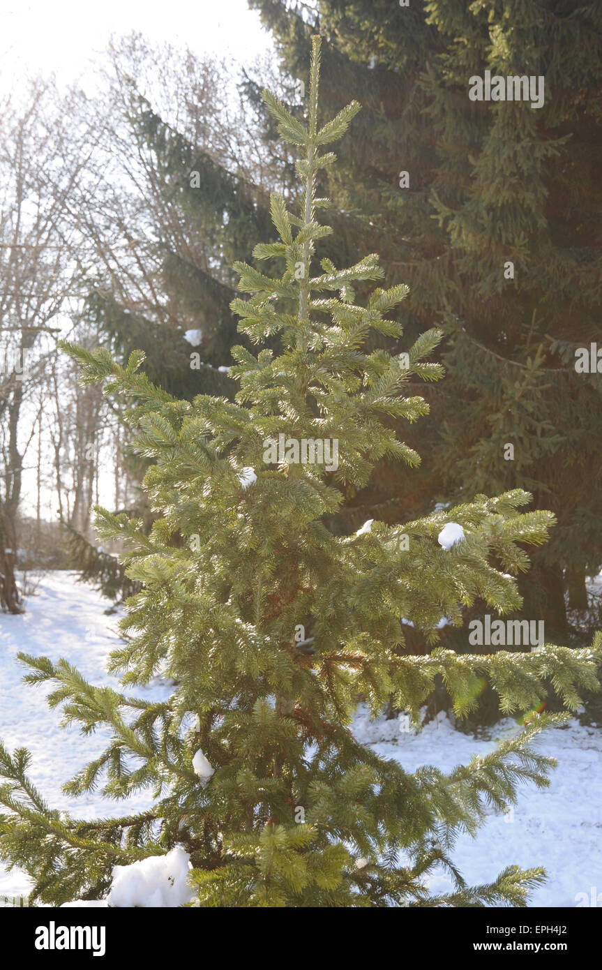 Siberian fir abies hi-res stock photography and images - Alamy
