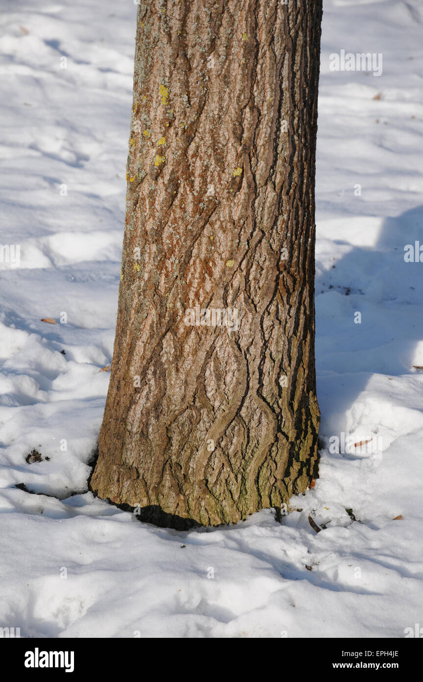 Tulip Tree Bark Hi Res Stock Photography And Images Alamy
