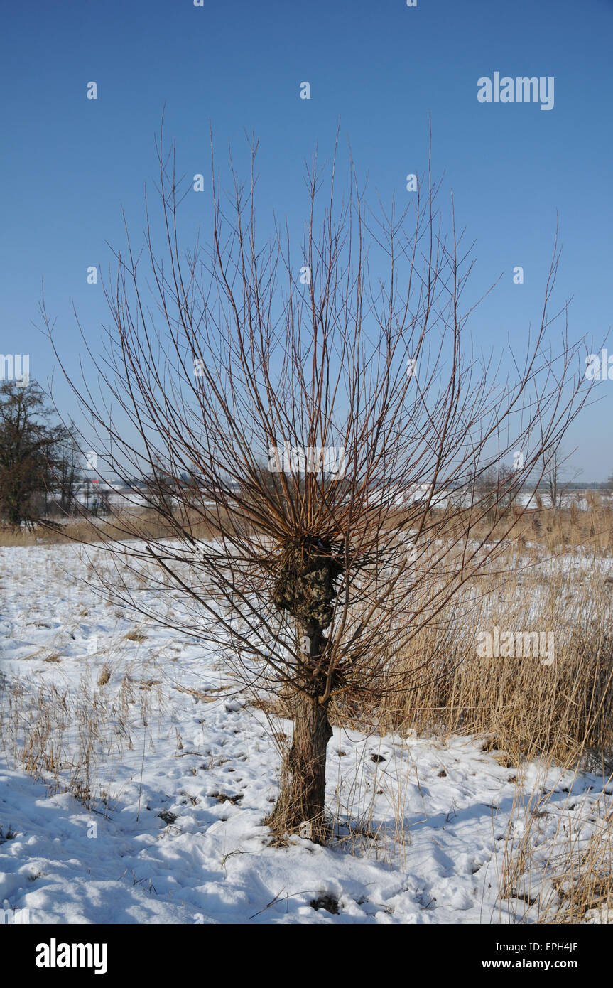 Pollard baum hi-res stock photography and images - Alamy