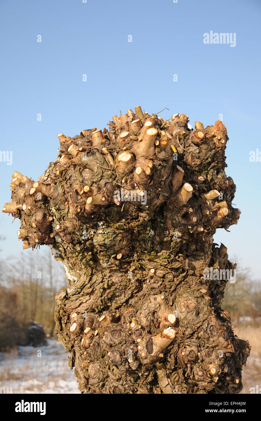 Pollard weiden hi-res stock photography and images - Alamy