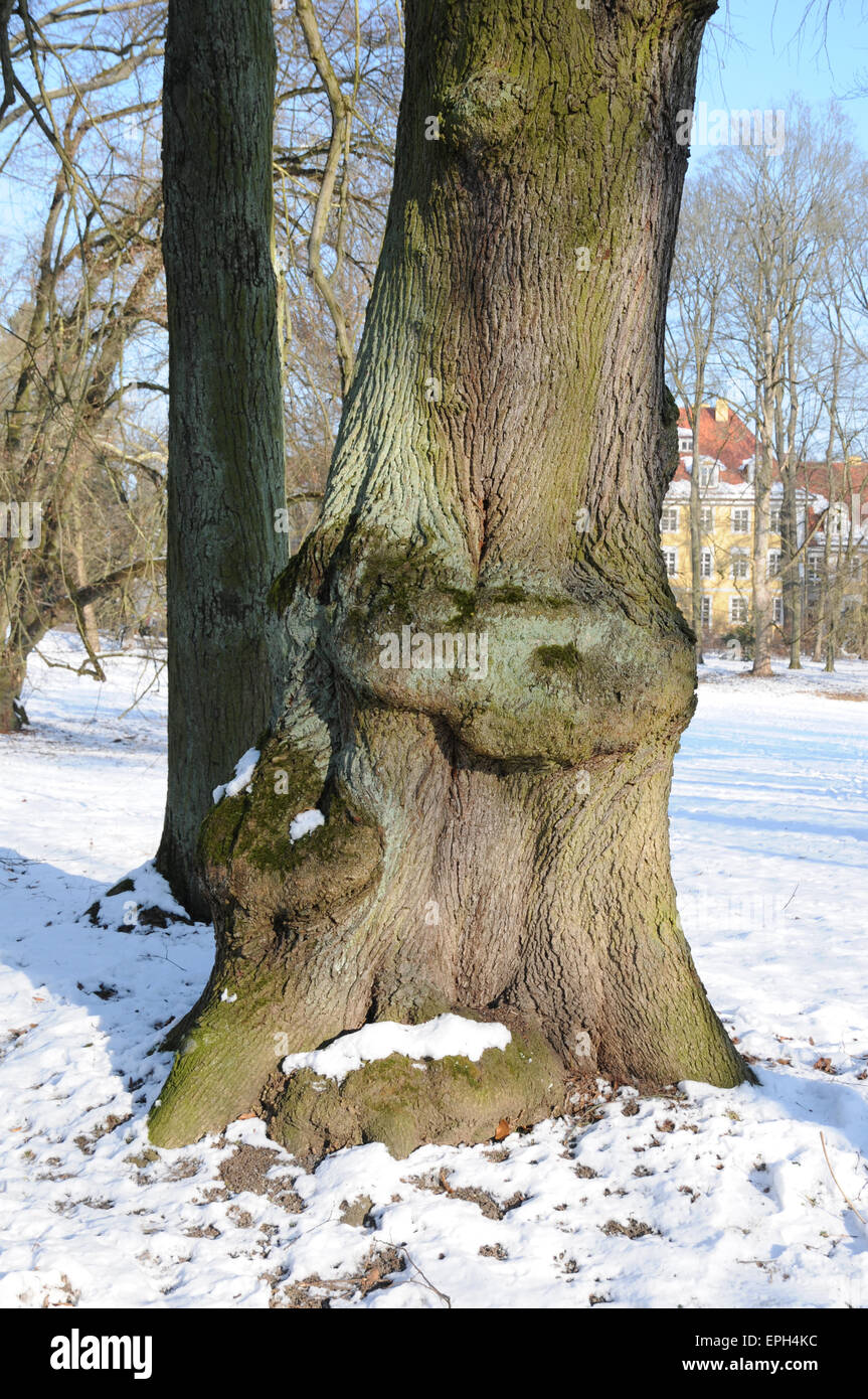 Largeleaved lime hi-res stock photography and images - Alamy