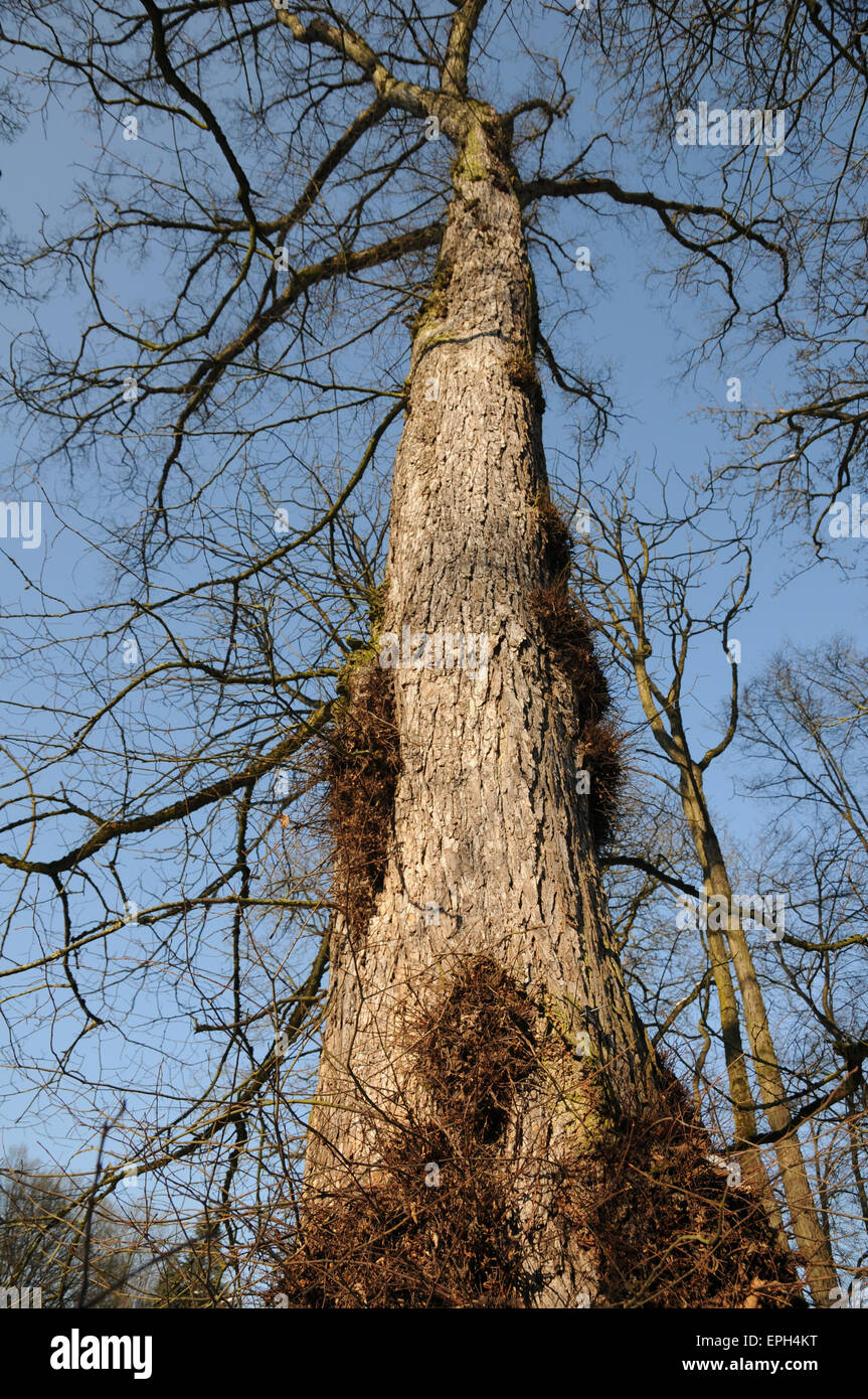 Wych elms hi-res stock photography and images - Alamy
