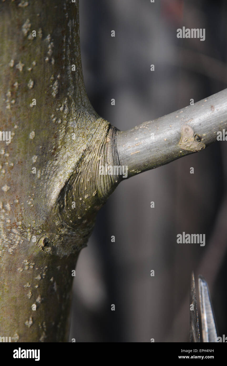 Walnut pruning hi-res stock photography and images - Alamy