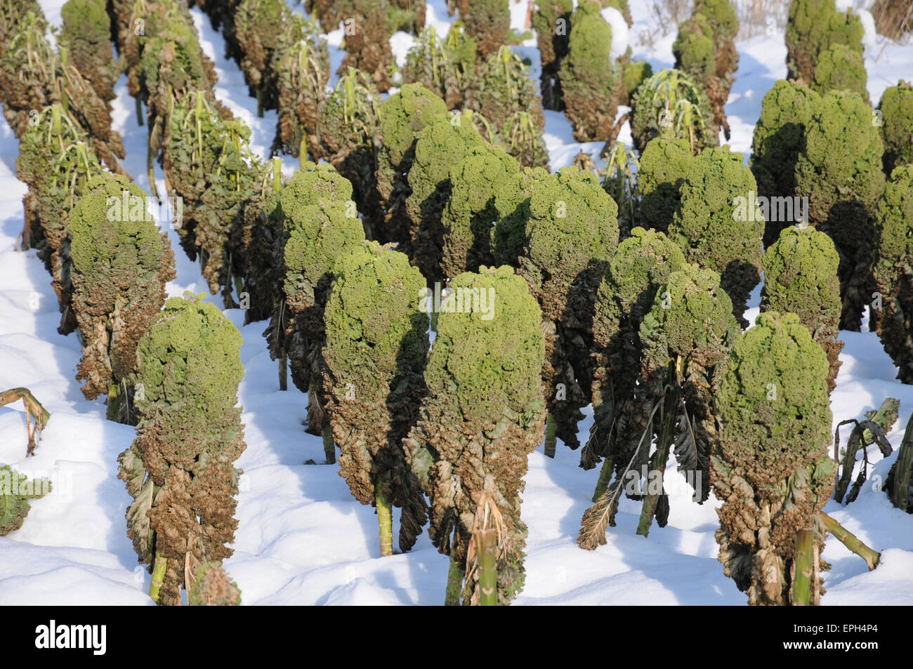 Kohl arten hi-res stock photography and images - Alamy