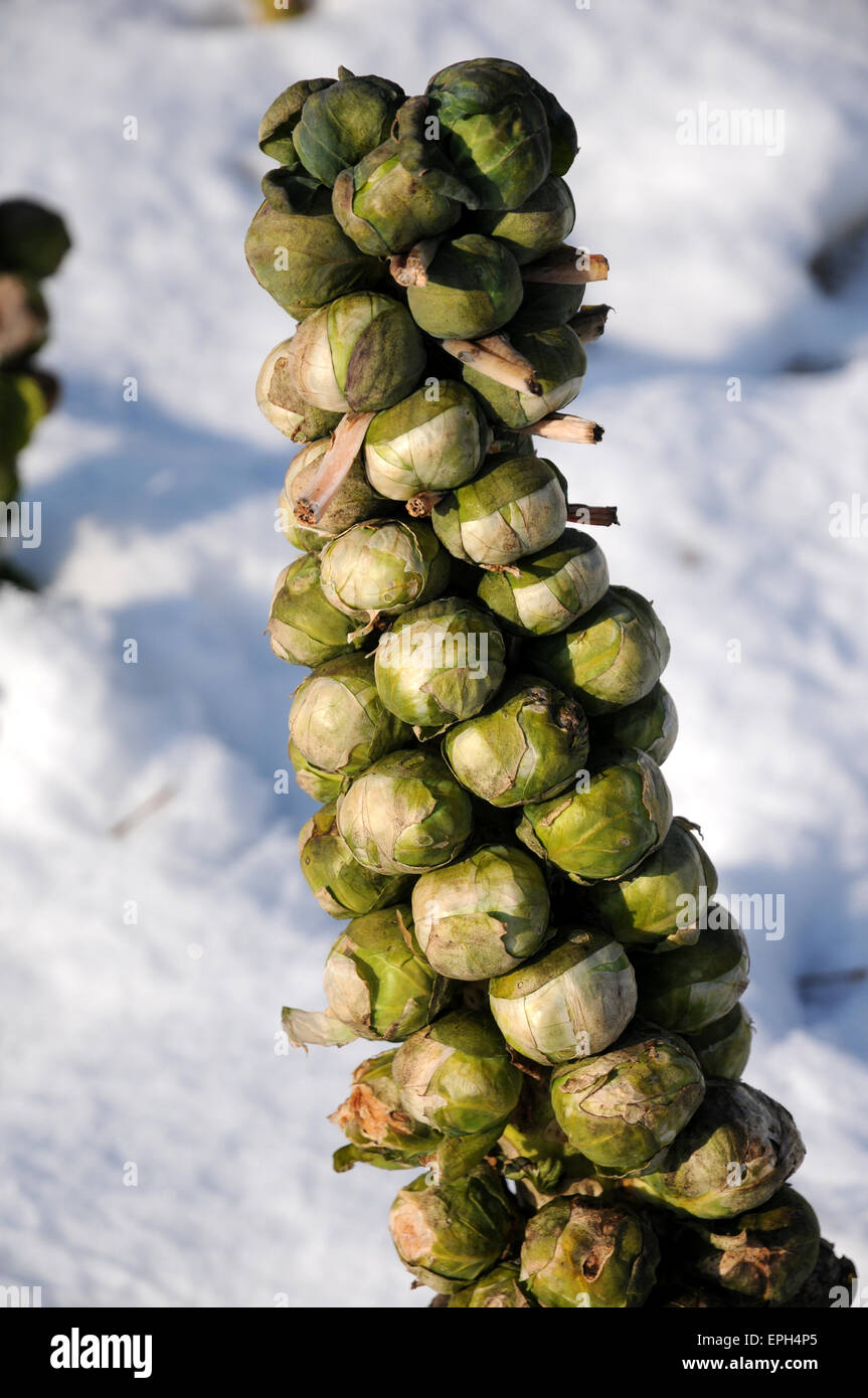 Brussels sprout hi-res stock photography and images - Alamy