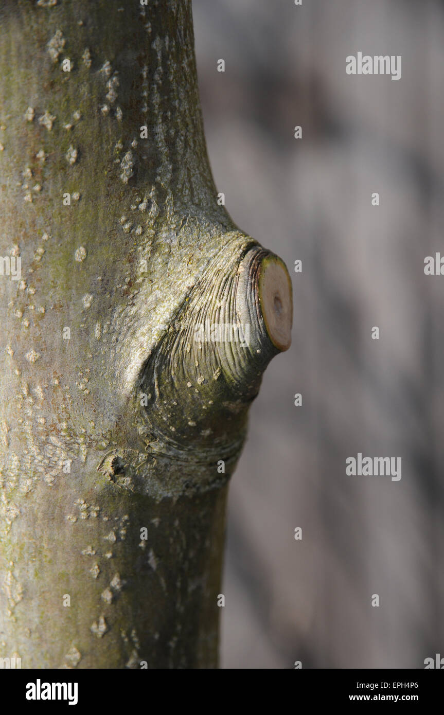 Walnut pruning tree hi-res stock photography and images - Alamy