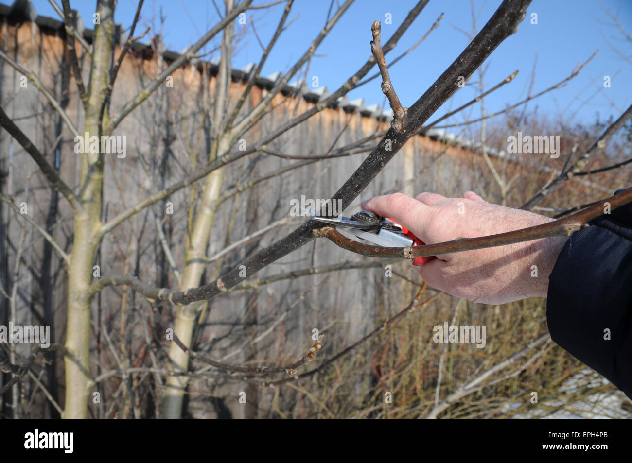 Walnut pruning hi-res stock photography and images - Alamy