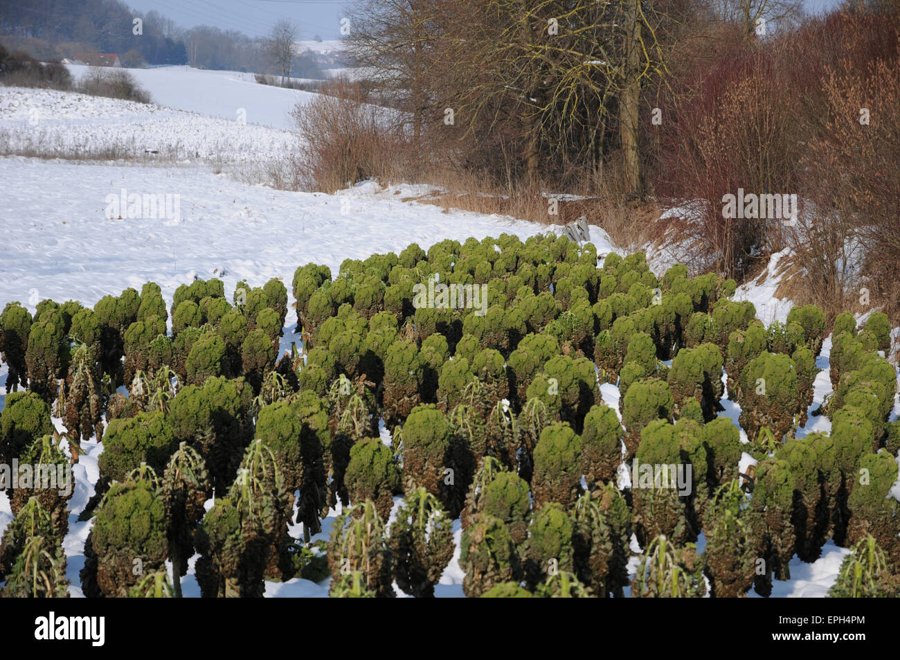Kohl arten hi-res stock photography and images - Alamy
