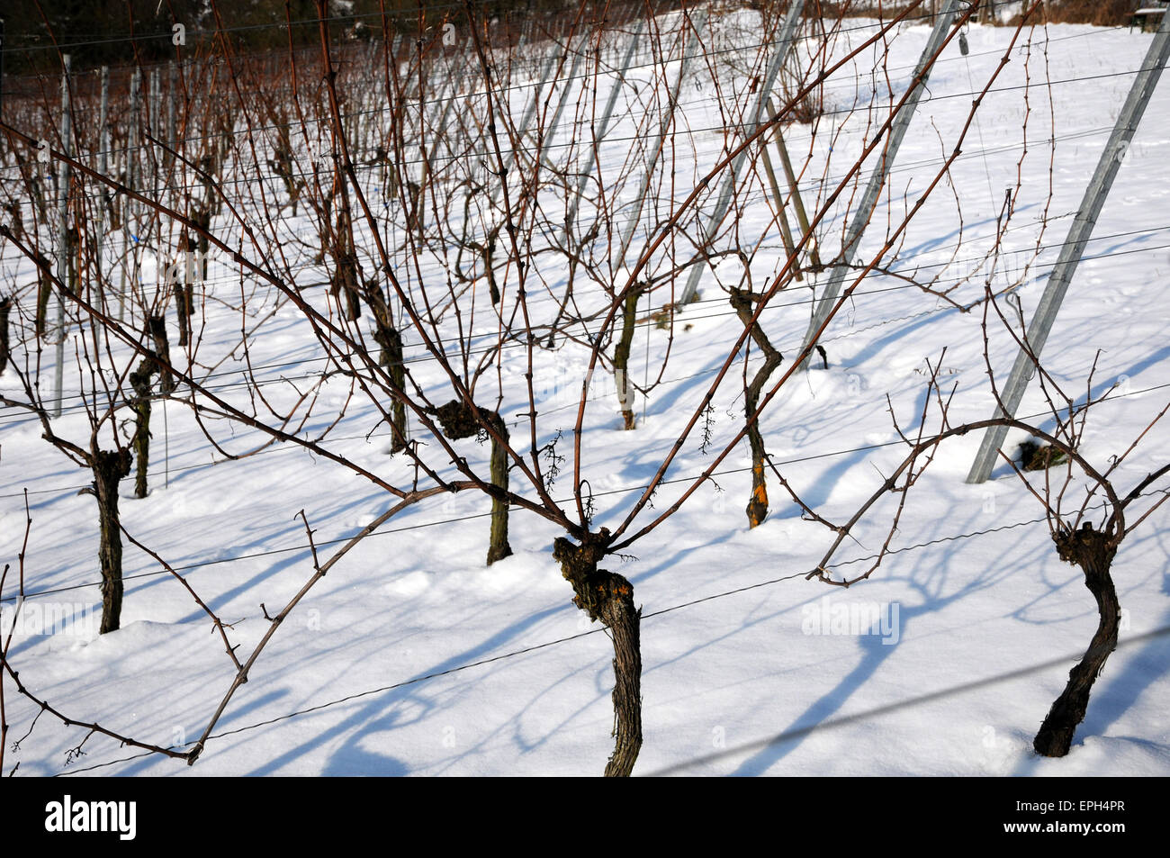 Common grapevine hi-res stock photography and images - Alamy