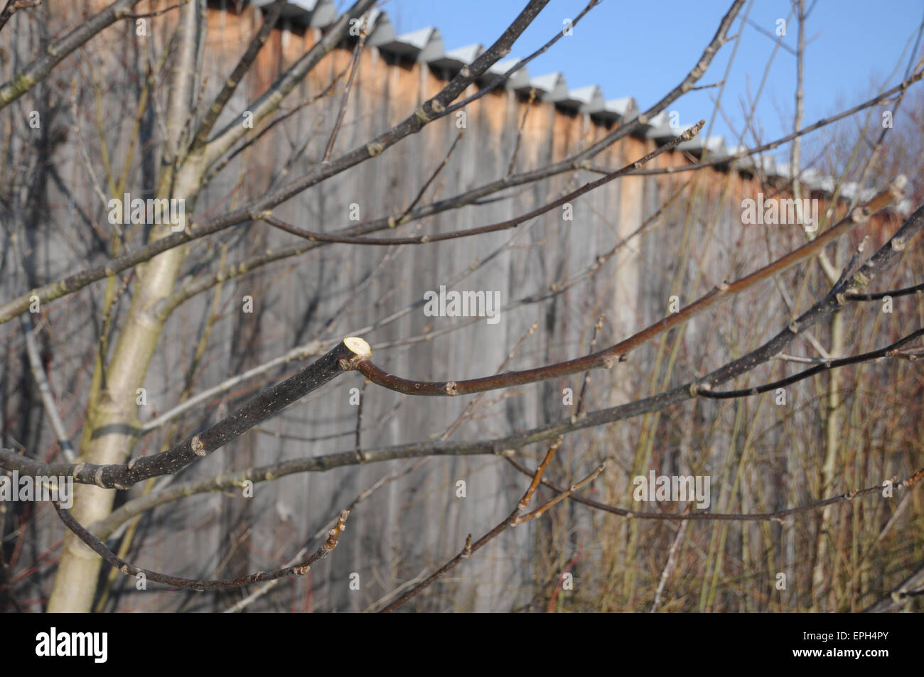 Walnut pruning tree hi-res stock photography and images - Alamy