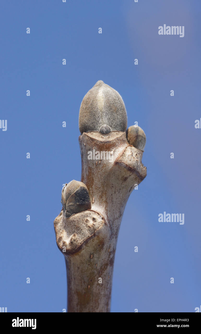 Walnut flower buds hi-res stock photography and images - Alamy