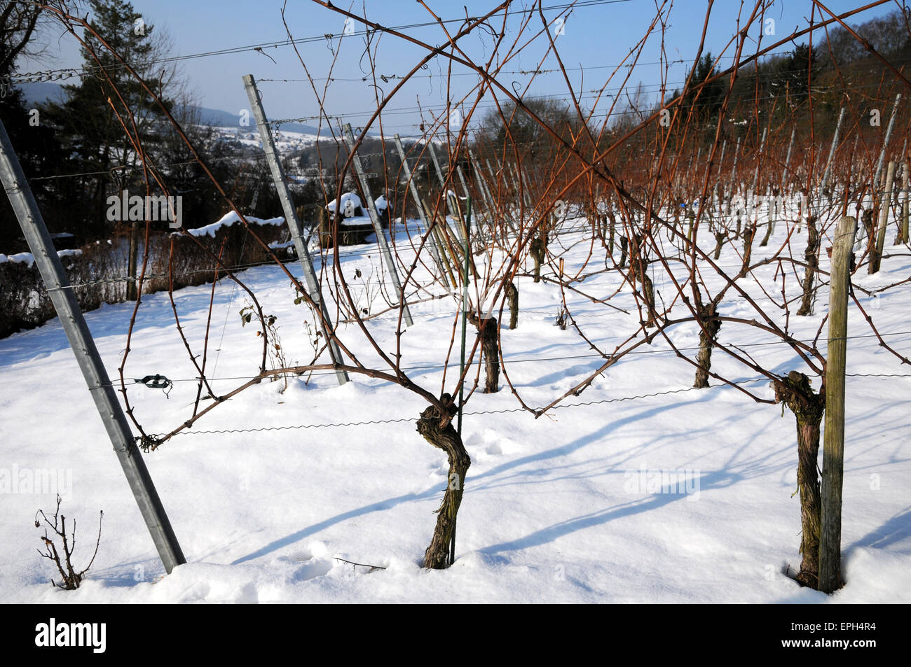 Grapevine tendrils hi-res stock photography and images - Alamy