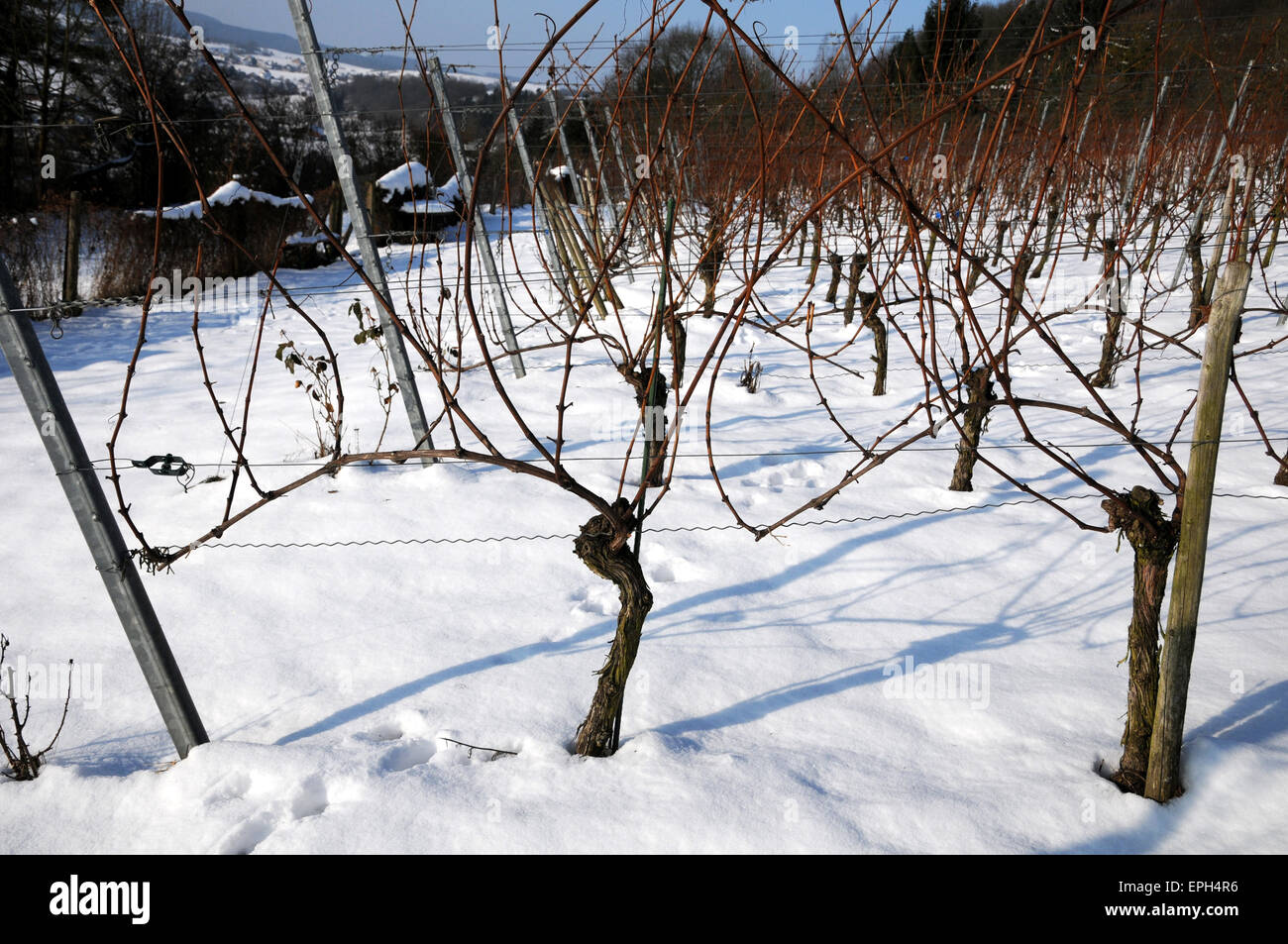 Common Grapevine High Resolution Stock Photography and Images - Alamy