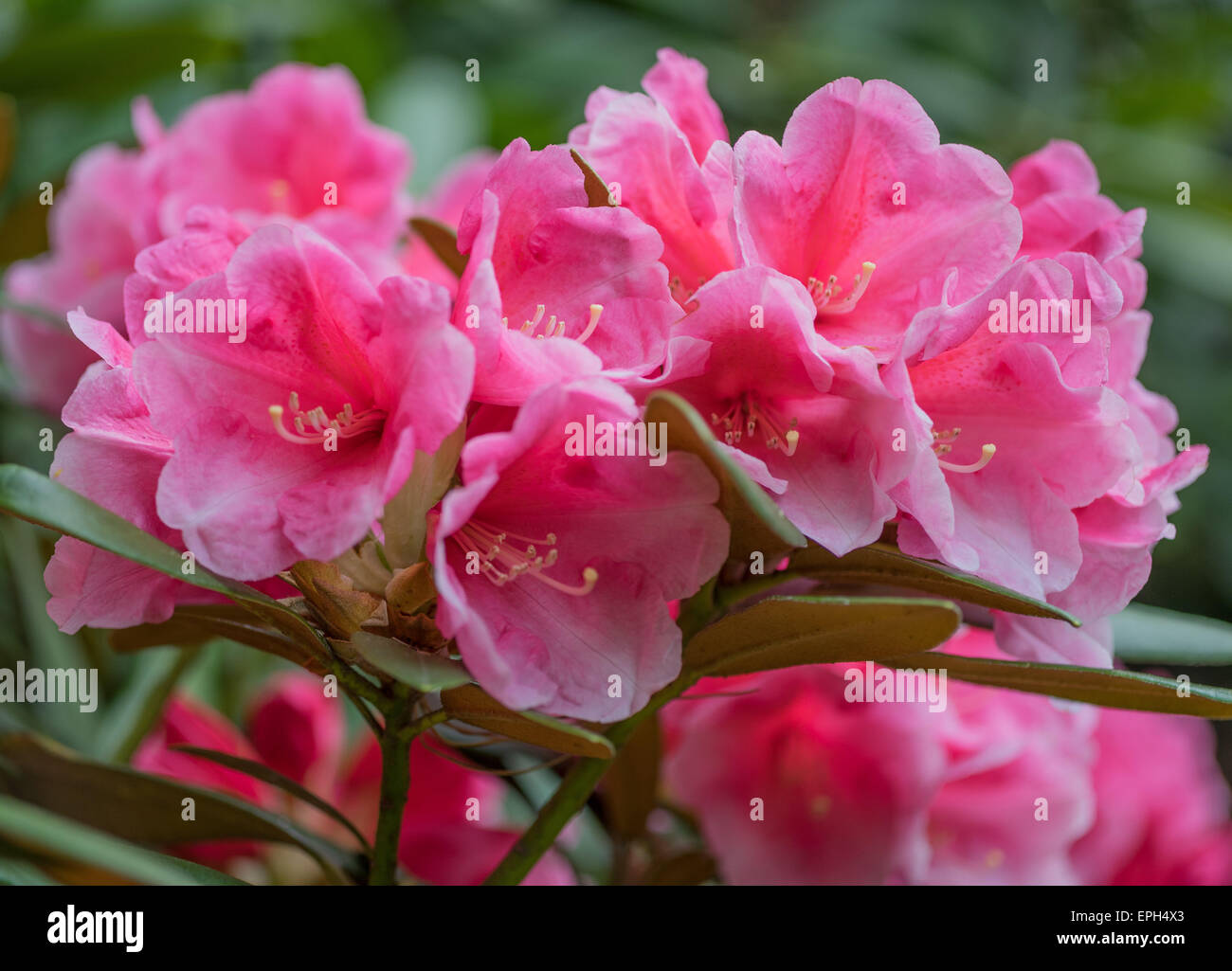 Rhododendron Vintage rose pink rich flowers Stock Photo - Alamy