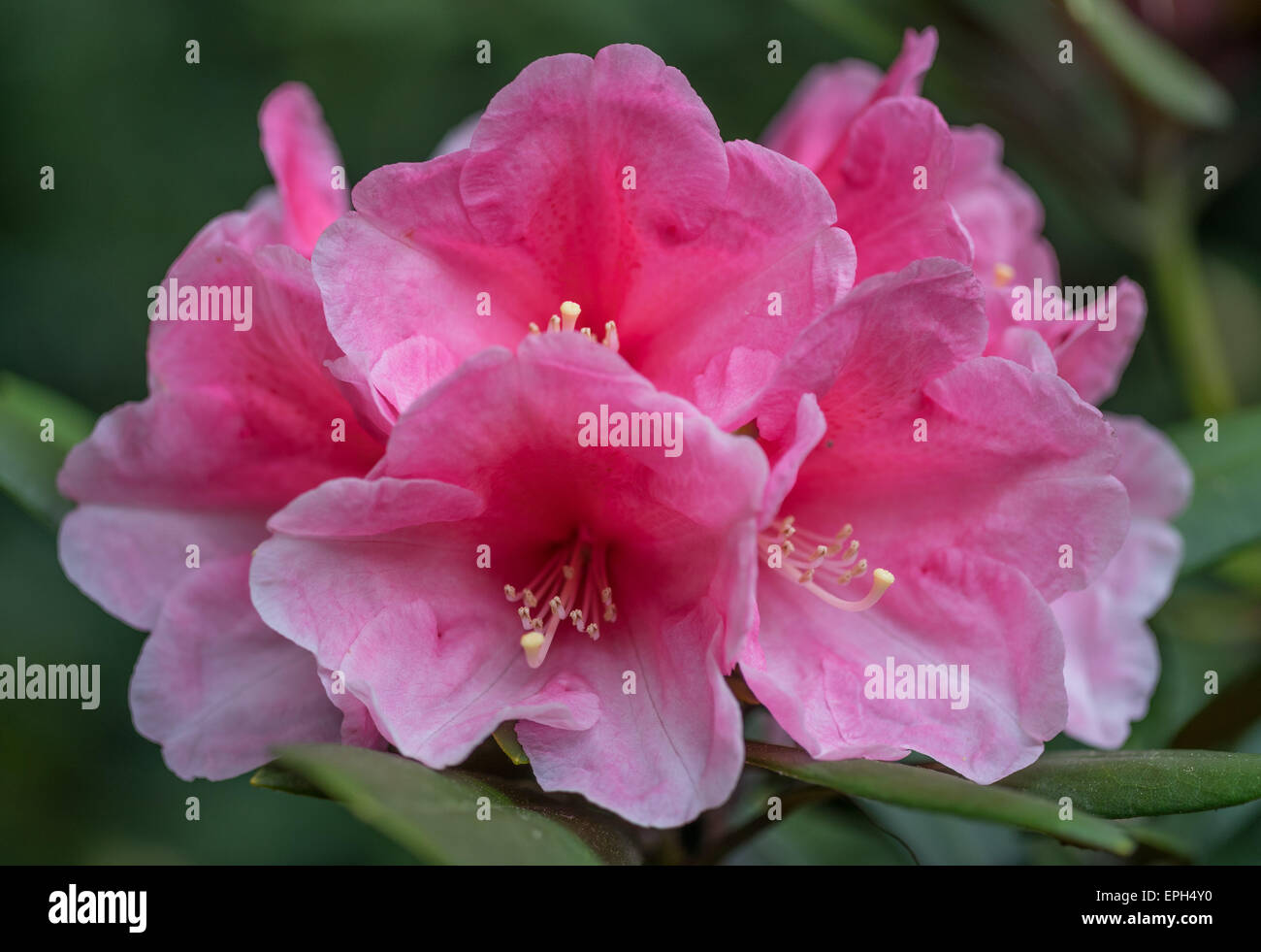 Rhododendron Vintage rose pink rich flowers Stock Photo - Alamy