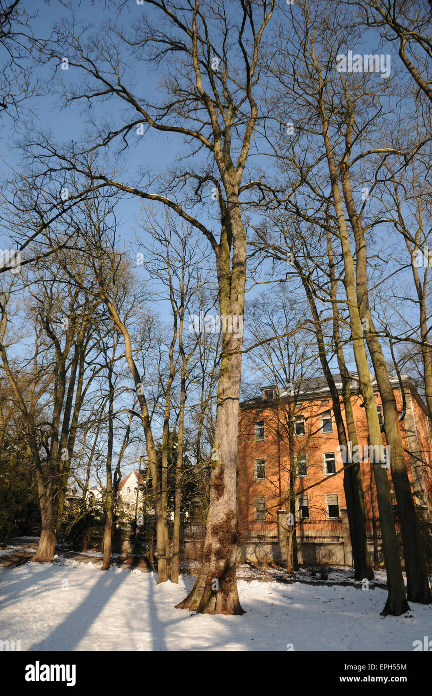 Ulmus glabra tree trunk hi-res stock photography and images - Alamy