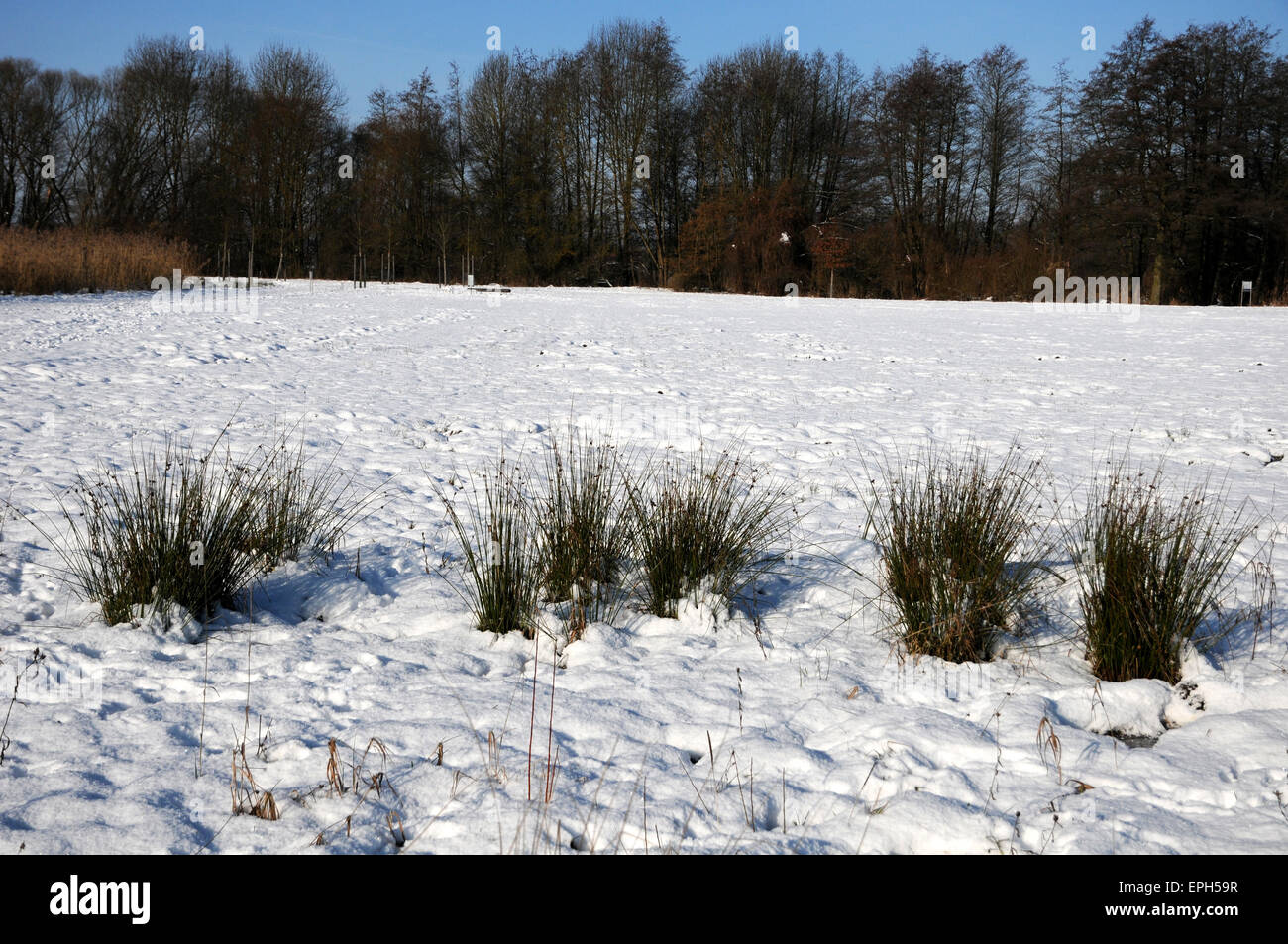Common rushes hi-res stock photography and images - Alamy