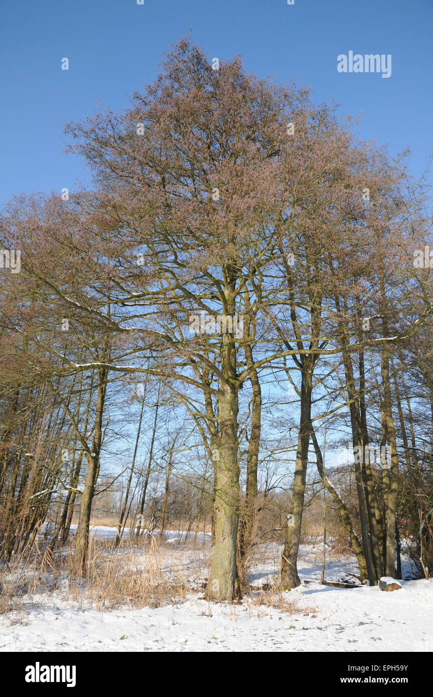 Alder leaf snow hi-res stock photography and images - Alamy