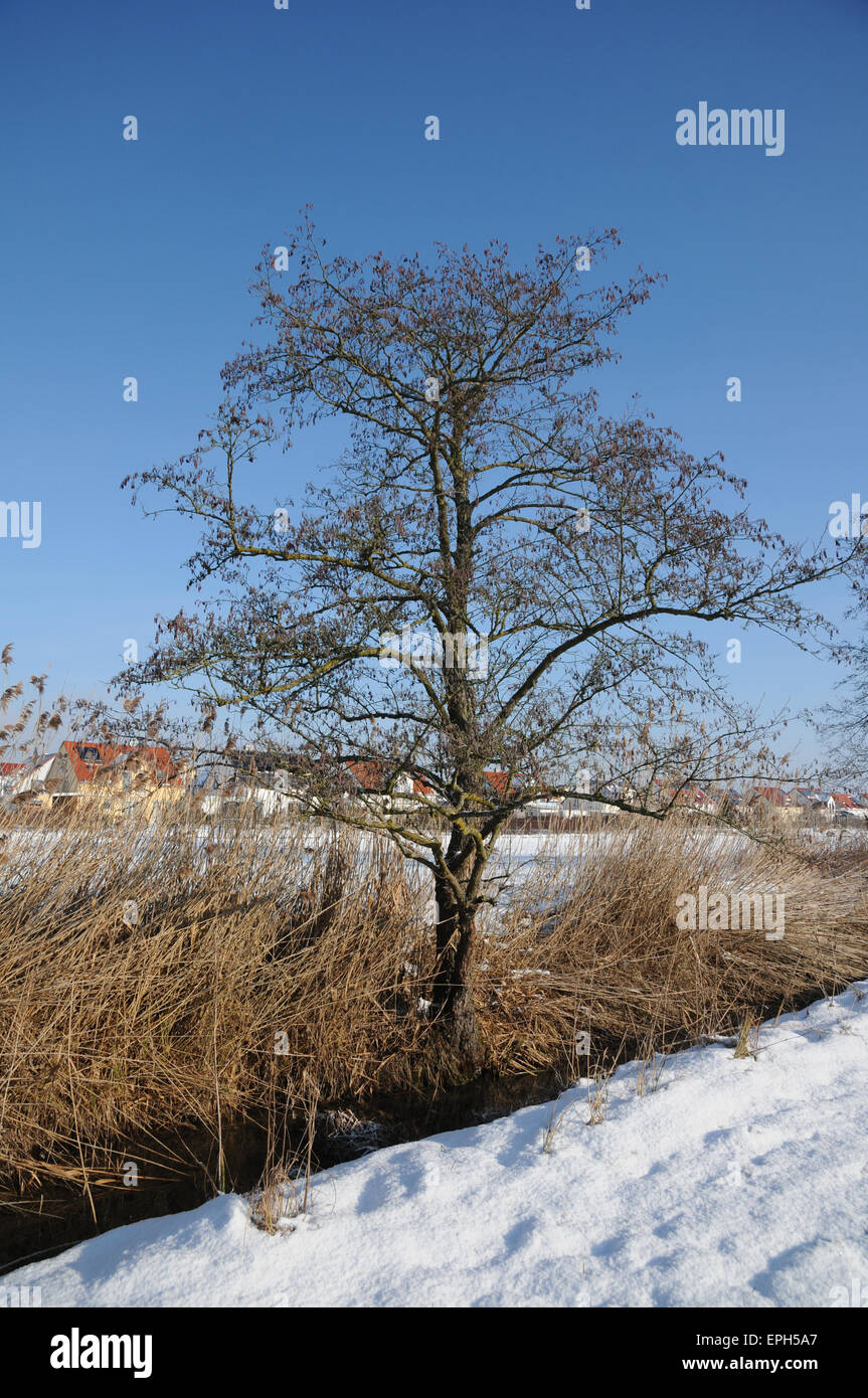 Alder leaf snow hi-res stock photography and images - Alamy