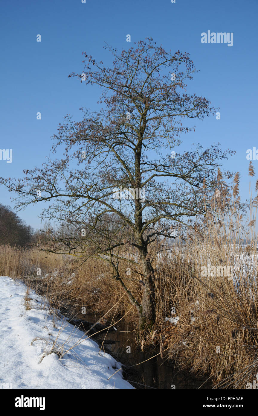 Alder leaf snow hi-res stock photography and images - Alamy