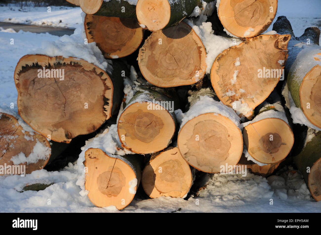 Buchen Rinde High Resolution Stock Photography and Images - Alamy