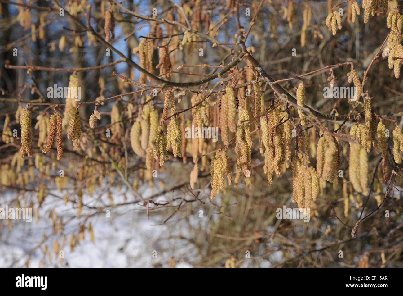 Coryl hi-res stock photography and images - Alamy