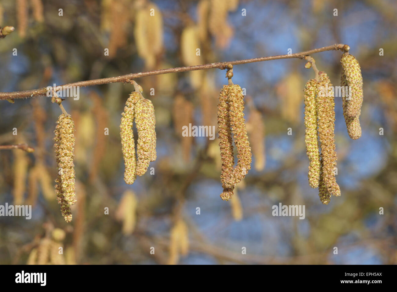 Haselruten hi-res stock photography and images - Alamy