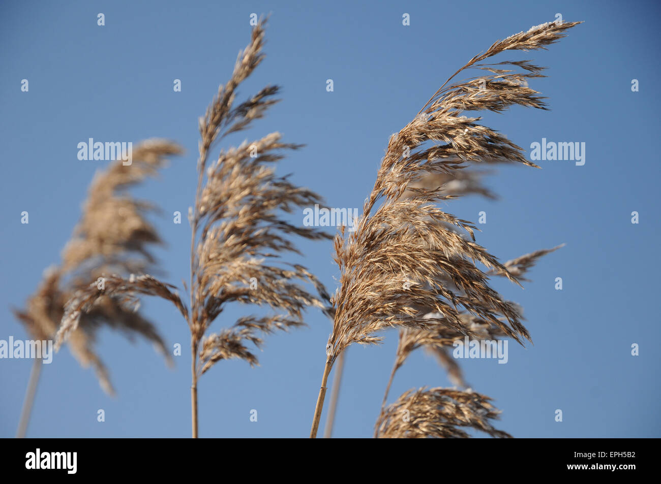 Swamp reed flowers hi-res stock photography and images - Alamy