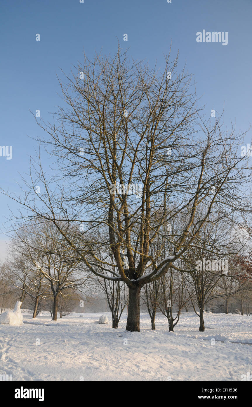Sweet cherry tree Stock Photo - Alamy