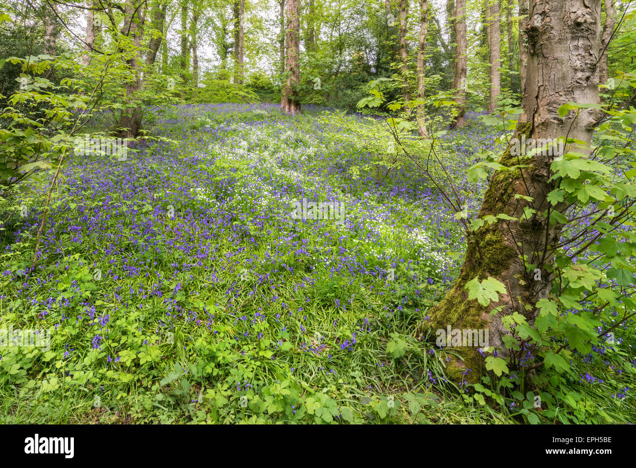 Spring at the botanics hi-res stock photography and images - Alamy