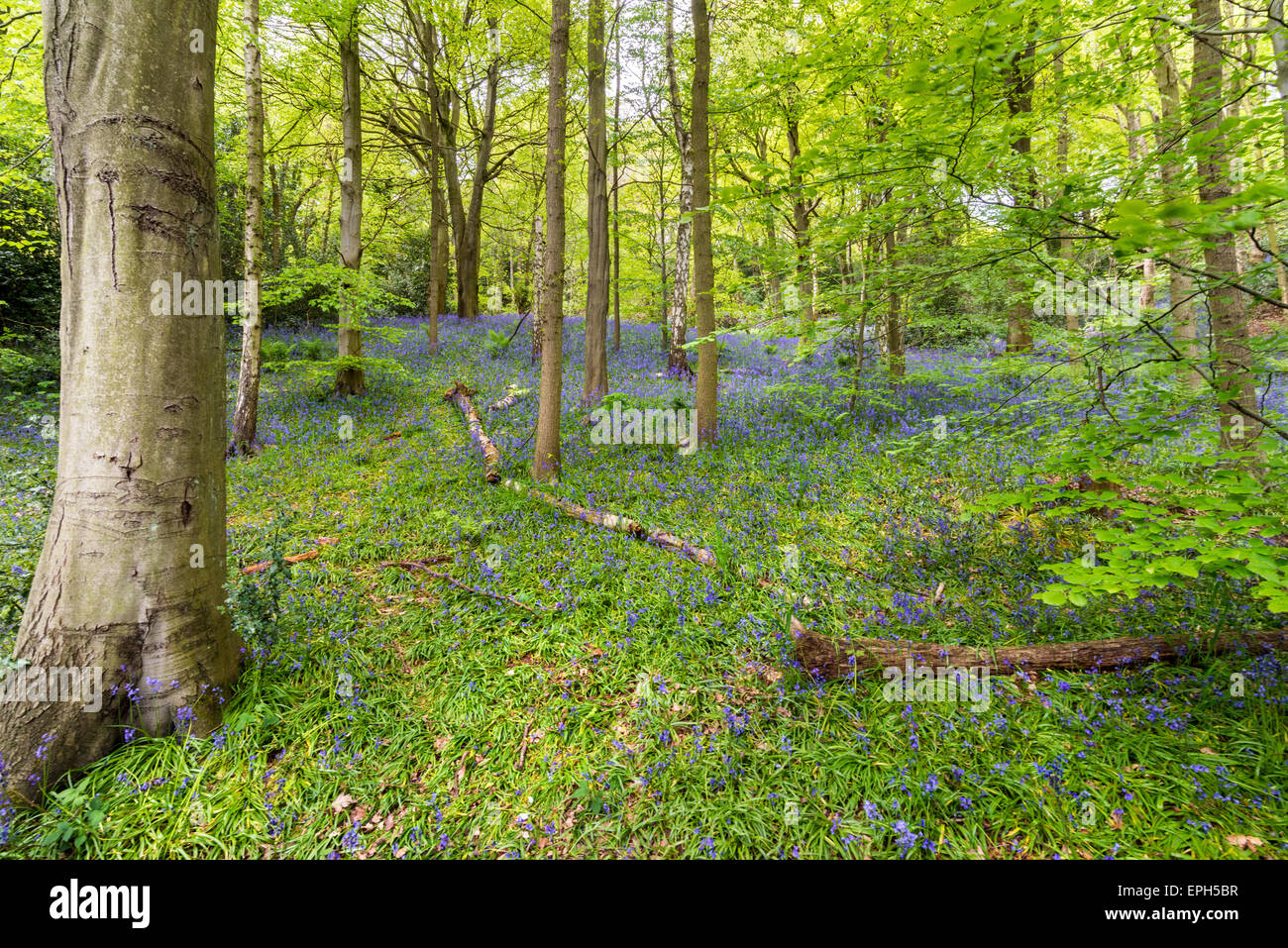 Spring woods hi-res stock photography and images - Alamy
