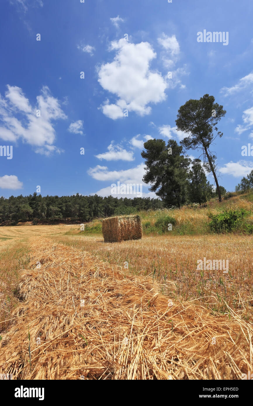 Wheat field and a stack of wheat Stock Photo - Alamy