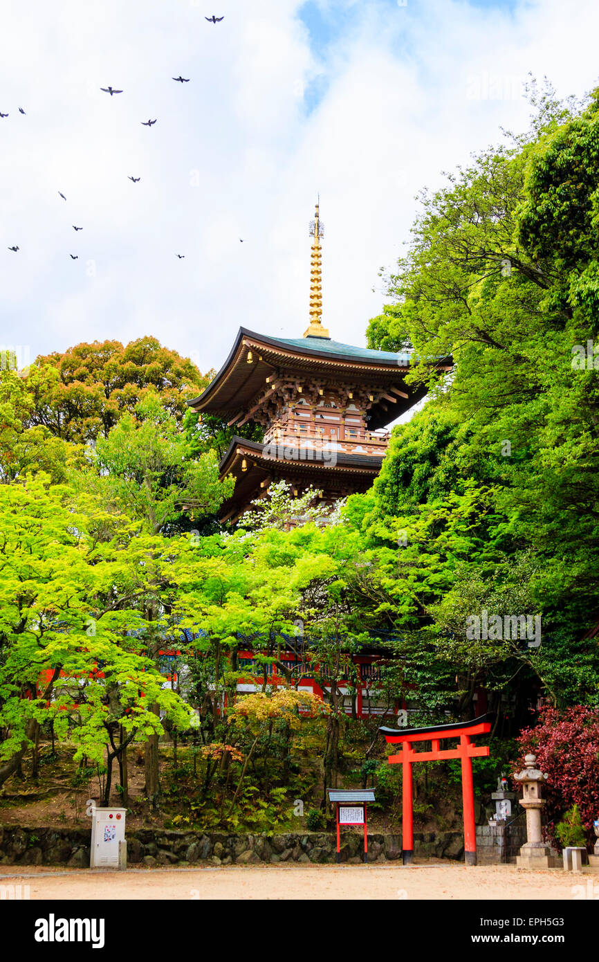 Torii hidden hi-res stock photography and images - Alamy
