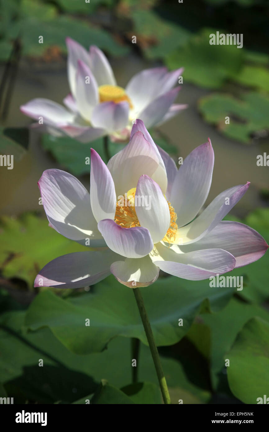 Red pictures of lotus flowers hi-res stock photography and images - Alamy