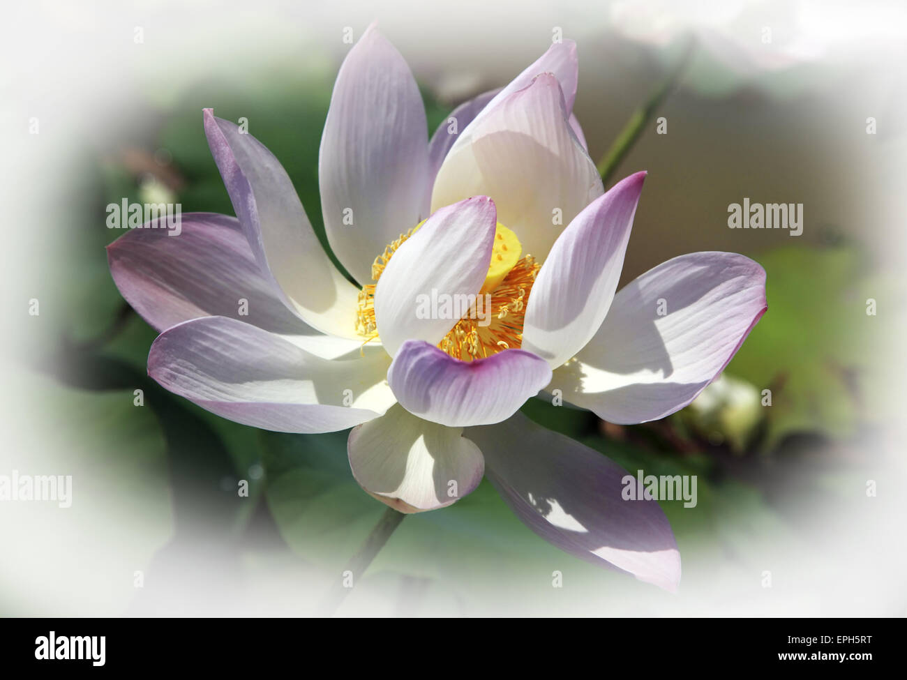 Stock Images Of Lotus High Resolution Stock Photography and Images - Alamy
