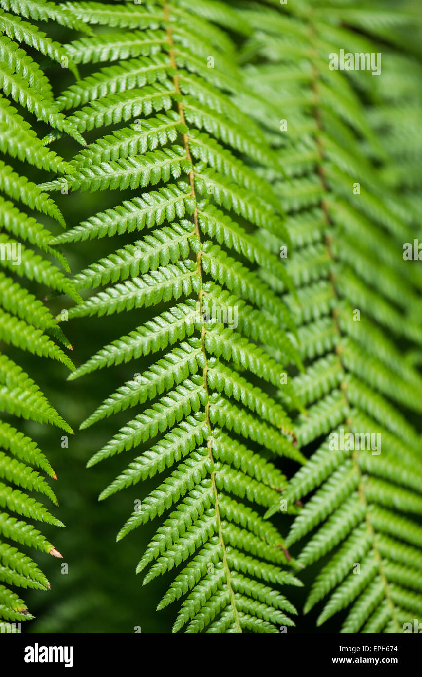 Close up of fern leaves Stock Photo - Alamy