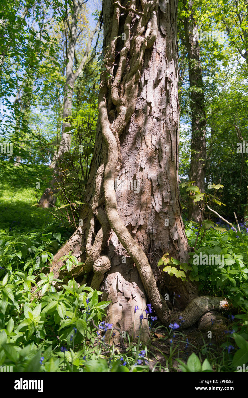 Woodland tree hi-res stock photography and images - Alamy