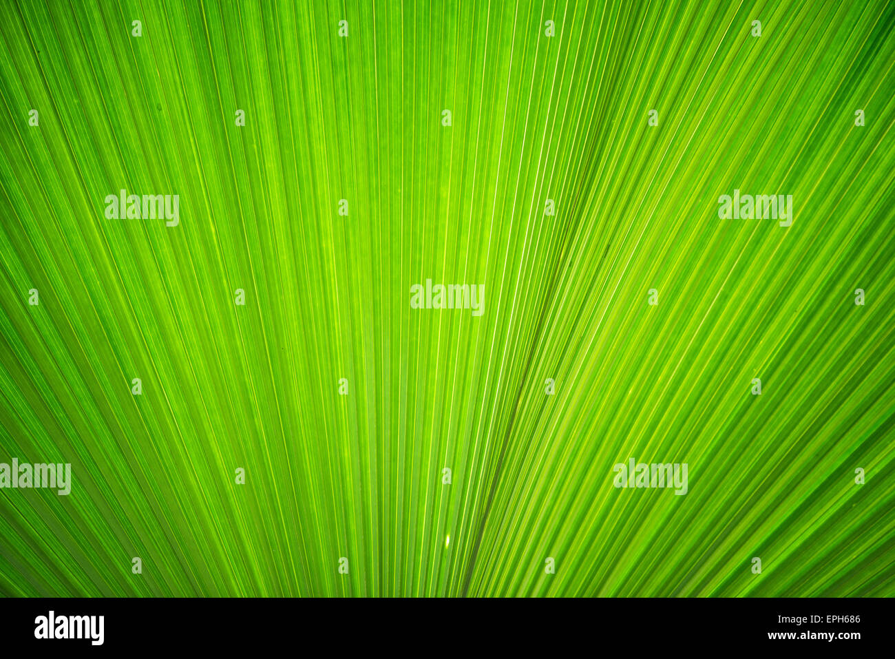 Texture of green leave for your background Stock Photo - Alamy
