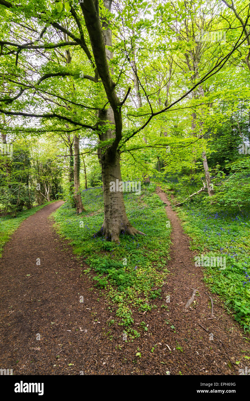 Converging paths hi-res stock photography and images - Alamy