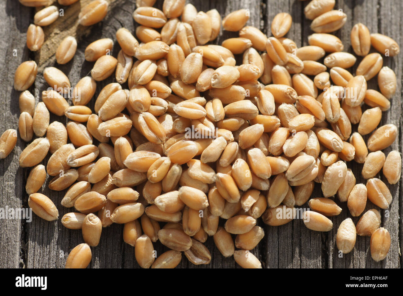 Wheat r hi-res stock photography and images - Alamy