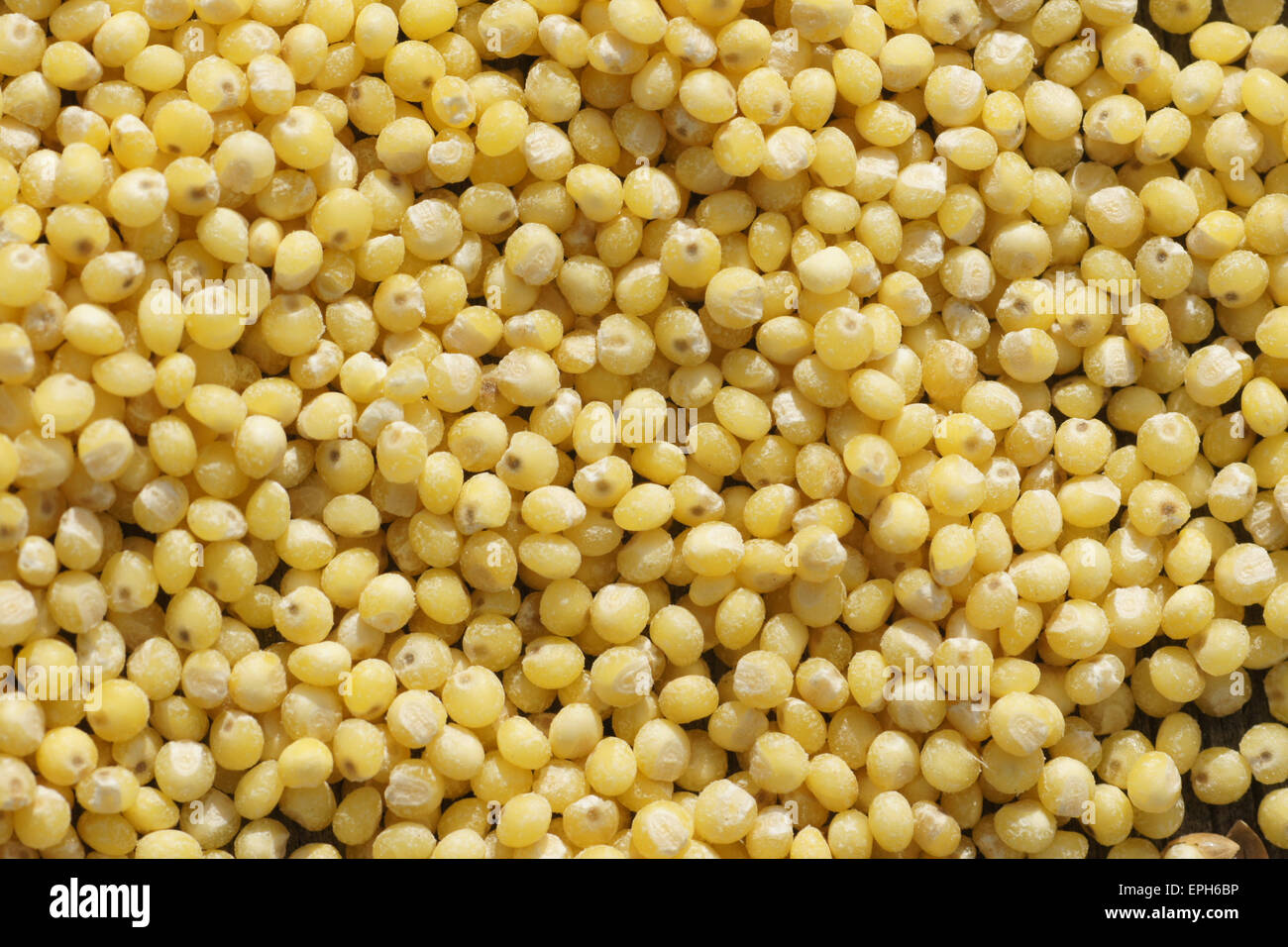 Millet crop panicum miliaceum hi-res stock photography and images - Alamy