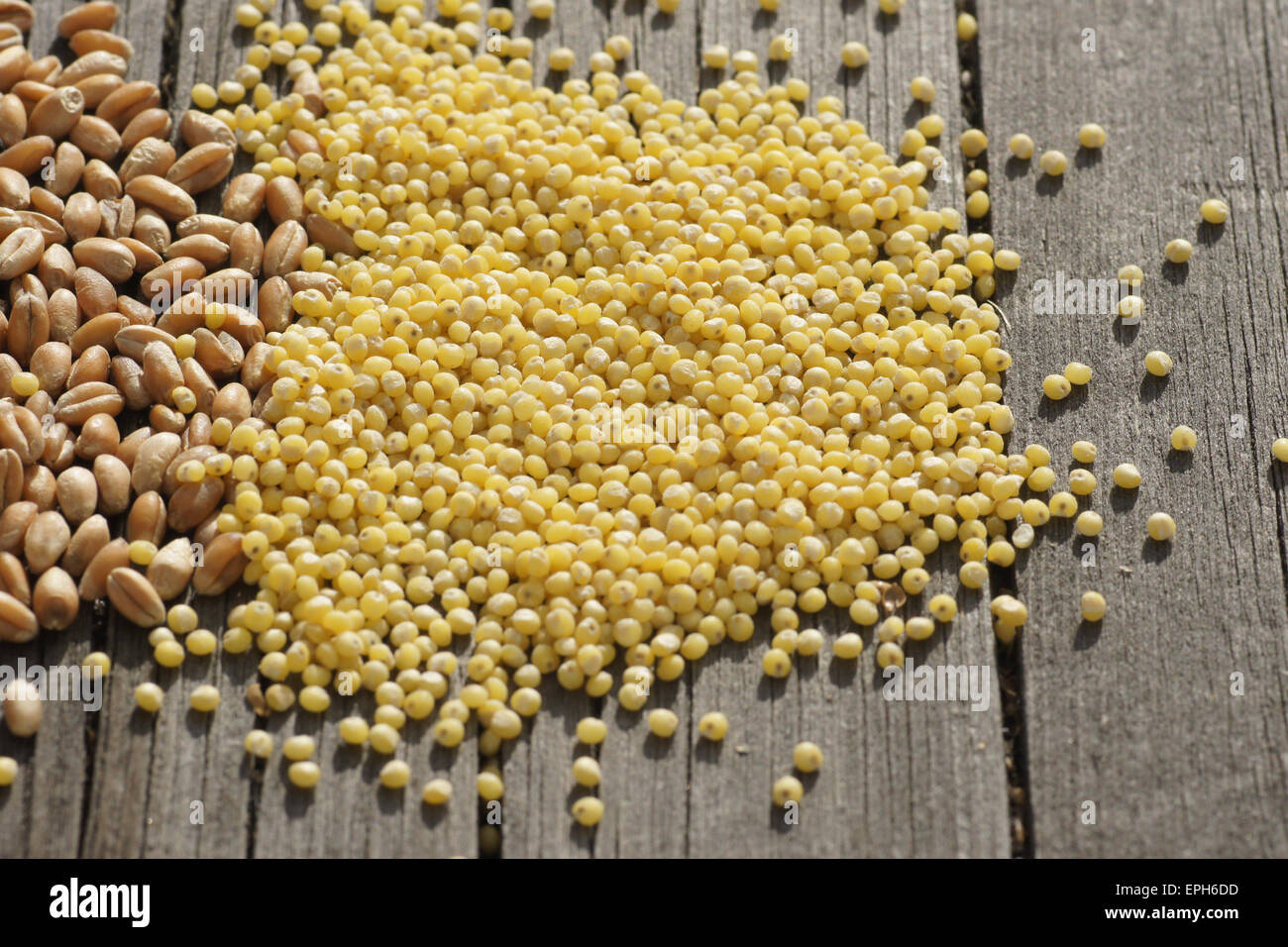 Common millet hi-res stock photography and images - Alamy