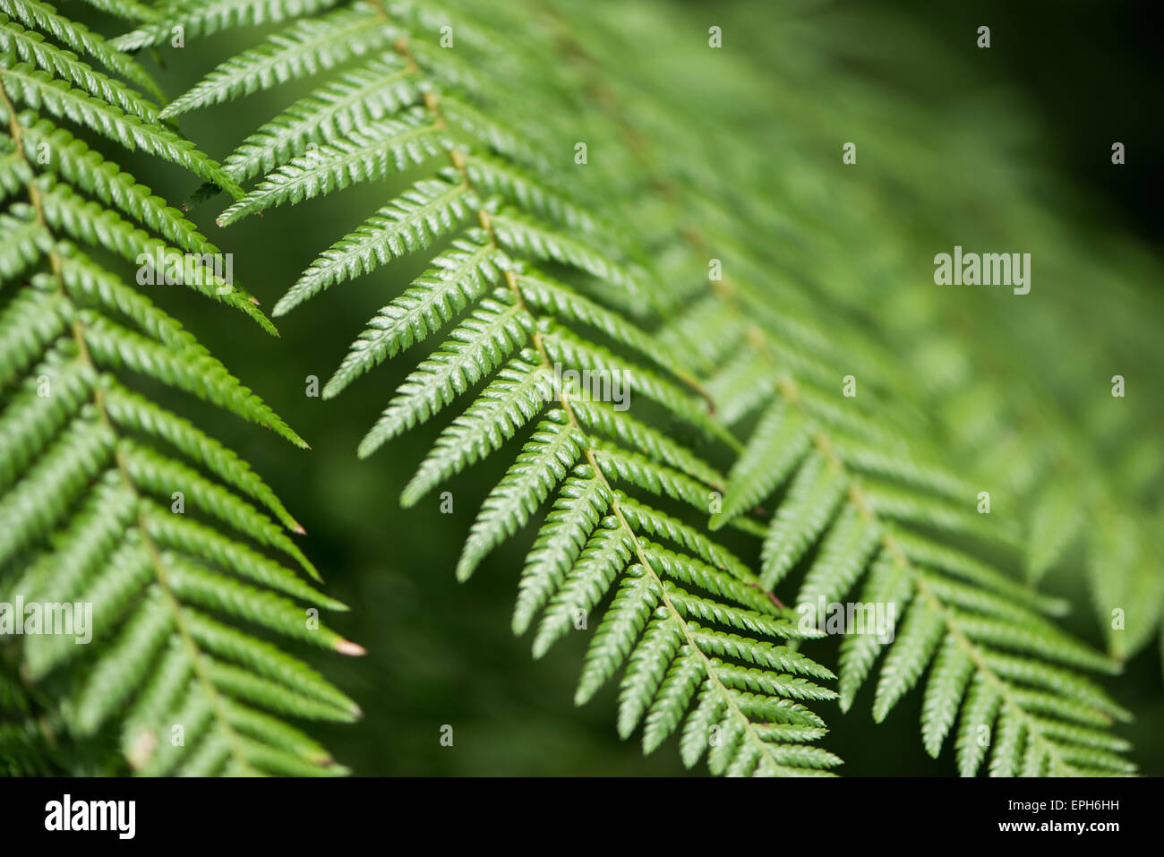 Close up of fern leaves Stock Photo - Alamy